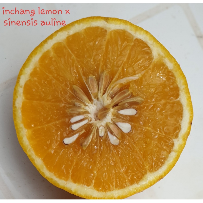 Ichang lemon x sinensis Auline