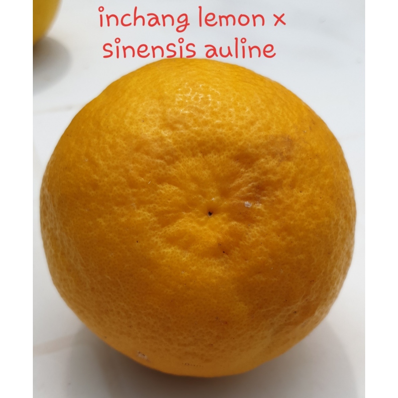Ichang lemon x sinensis Auline